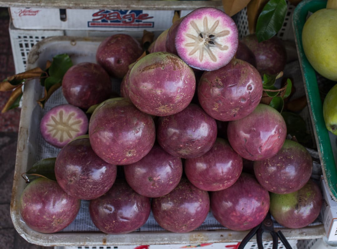 Star Apple Seeds Chrysophyllum Cainito - Etsy