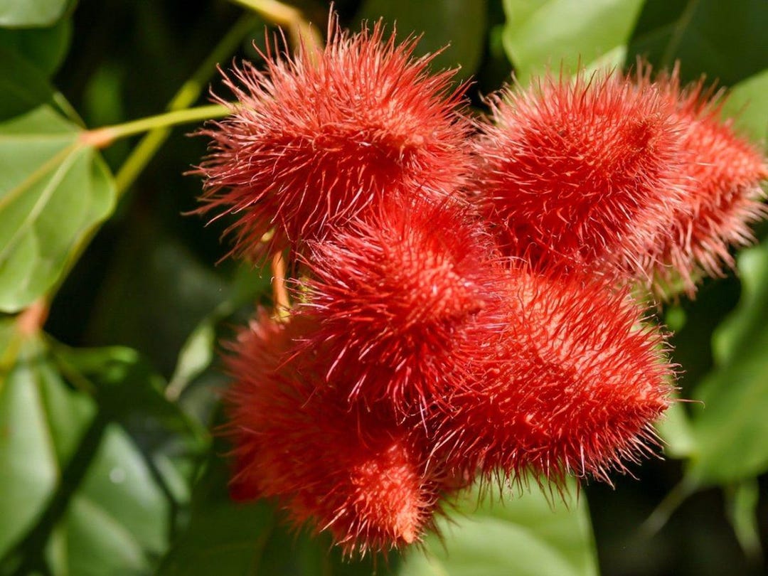 100 Achiote Seeds - Etsy
