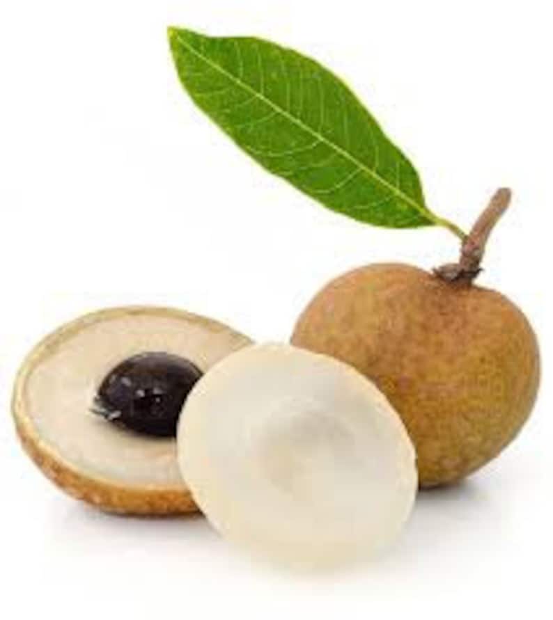 Longan Seeds Dimocarpus Longan - Etsy