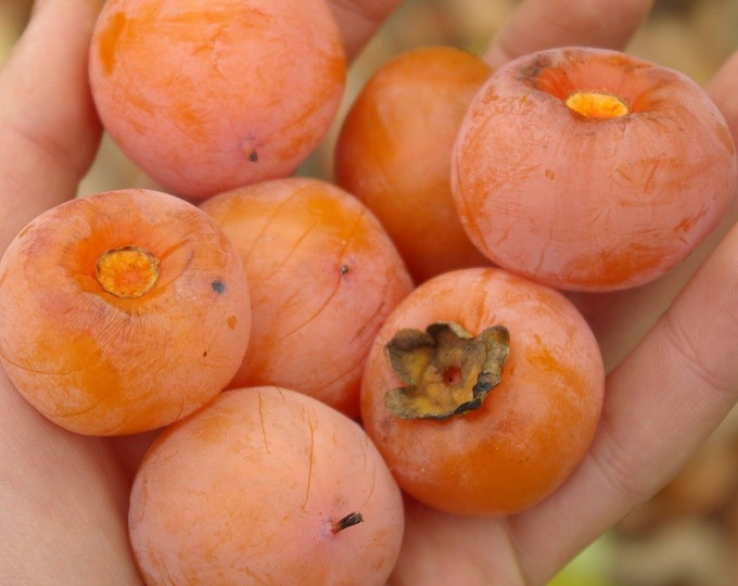 American Persimmon Seeds - Etsy