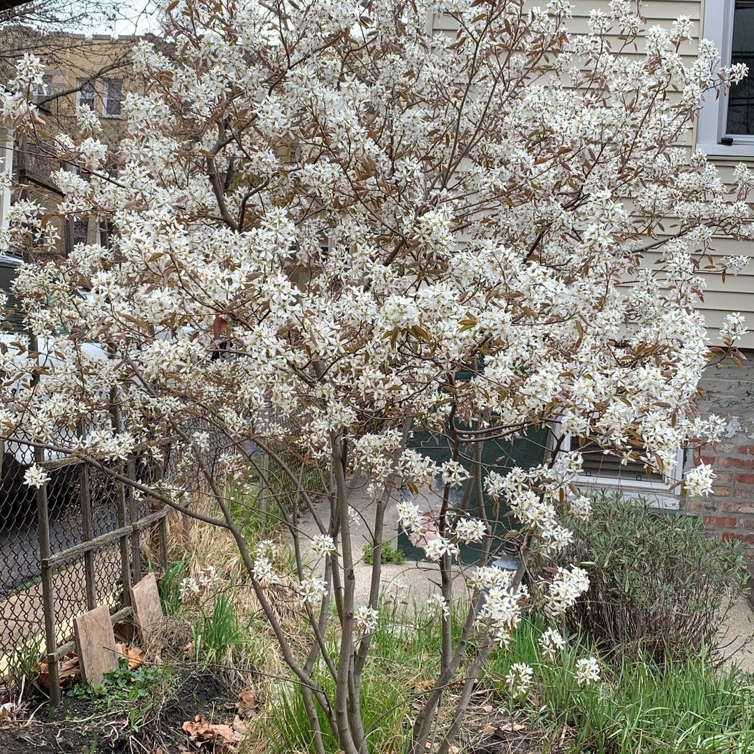 Allegheny Serviceberry Tree Seeds - Etsy