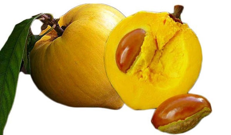 Yellow Sapote/canistel/eggfruit Seeds - Etsy