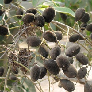 Velvet Tamarind Seeds Dialium Indum - Etsy