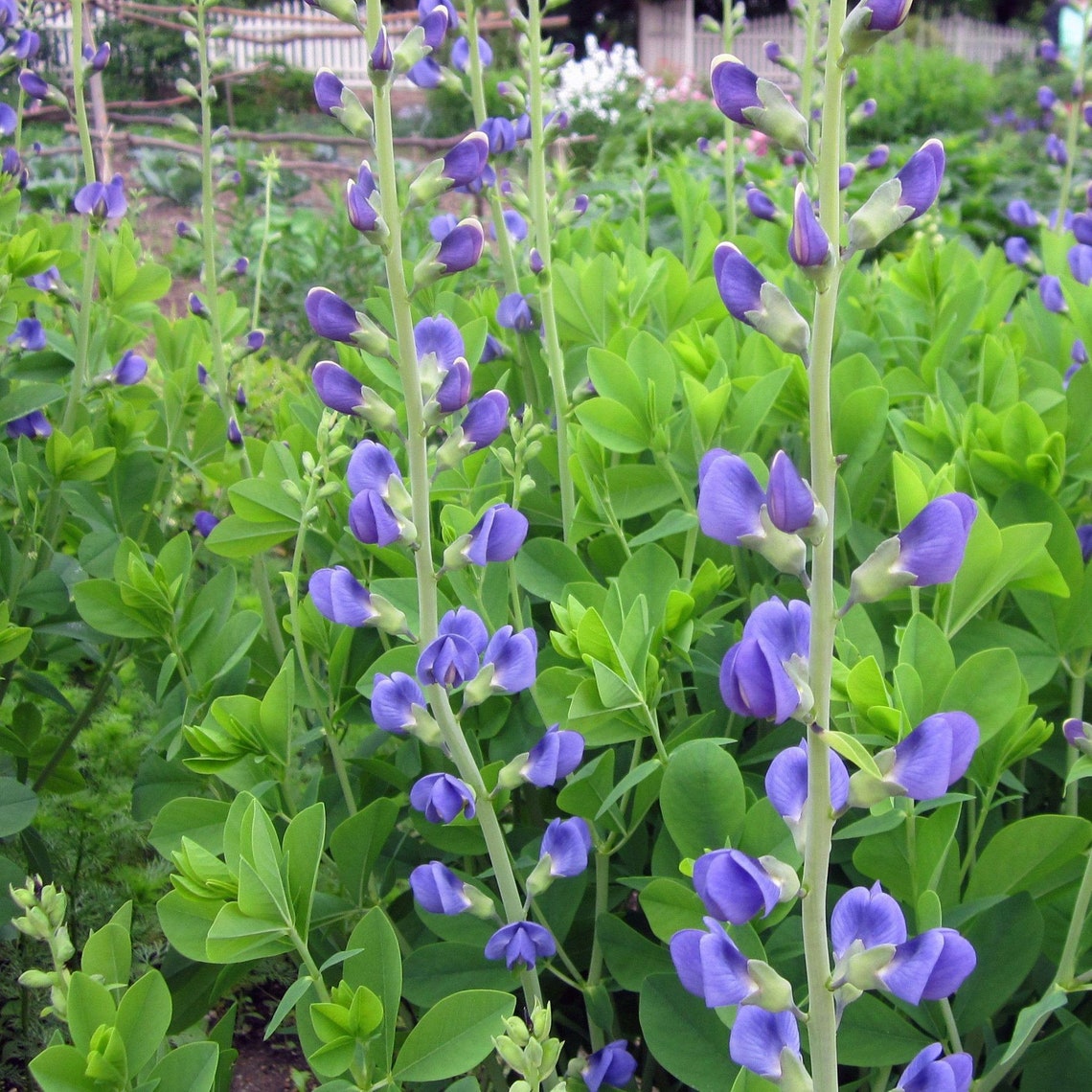 False Blue Indigo Seeds - Etsy