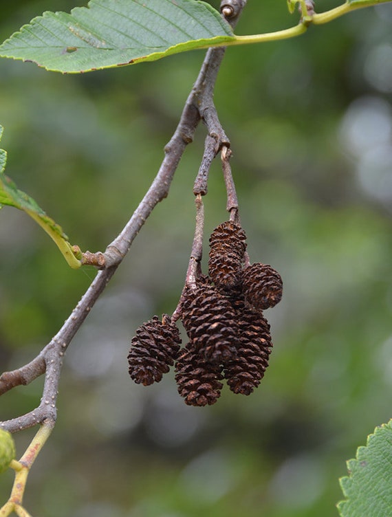 Red Alder Seed Red Alder Tree Seeds (Alnus Rubra) 200+Seeds