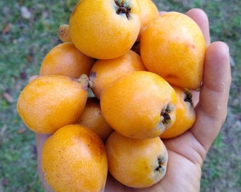 Seeds for Planting, Eriobotrya Japonica Seeds, Japanese Medlar ...