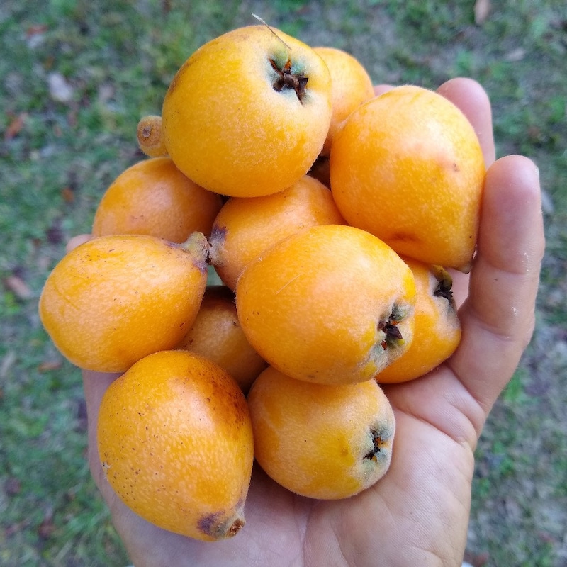 Loquat - Etsy