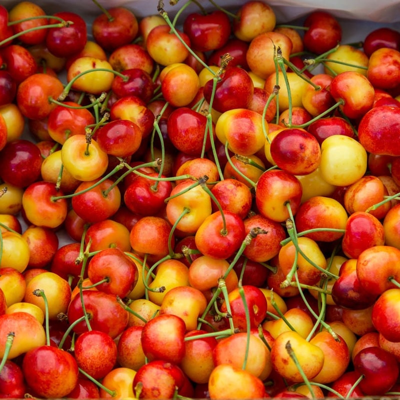 Rainier Cherry Fruit Plants - Etsy