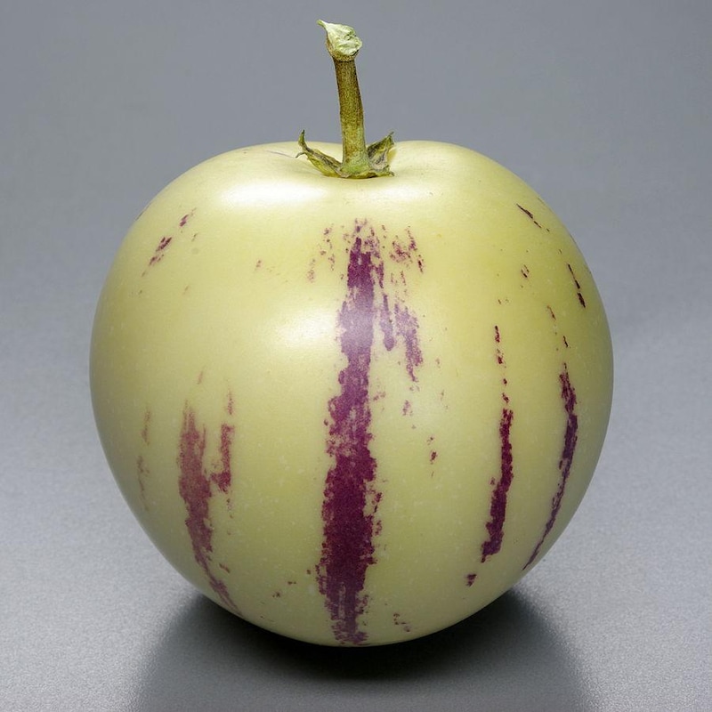 Snow Leopard Melon Seeds - Etsy