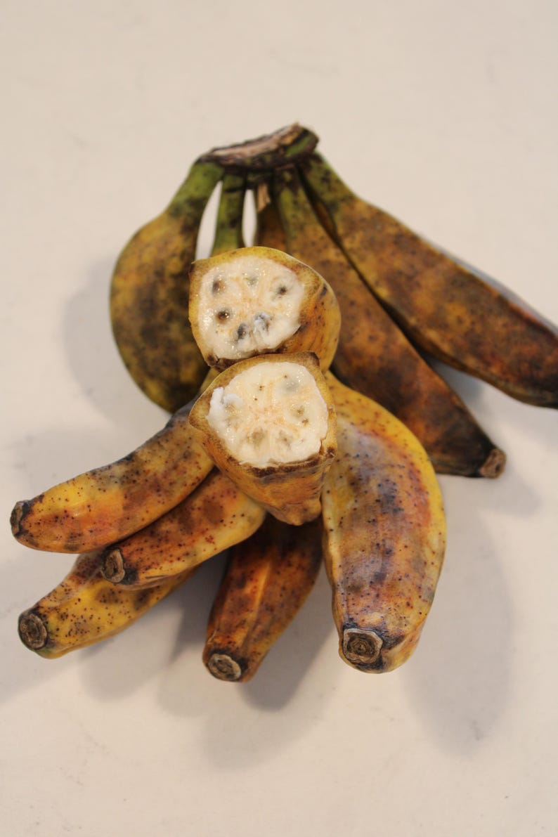 Wild Banana Seeds Musa Acuminata/musa Balbisiana - Etsy