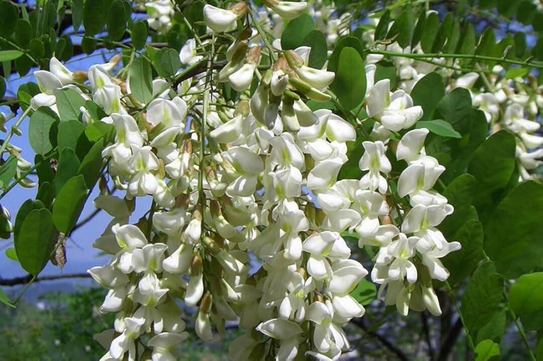 Japanese Pagoda Tree Seeds - Etsy