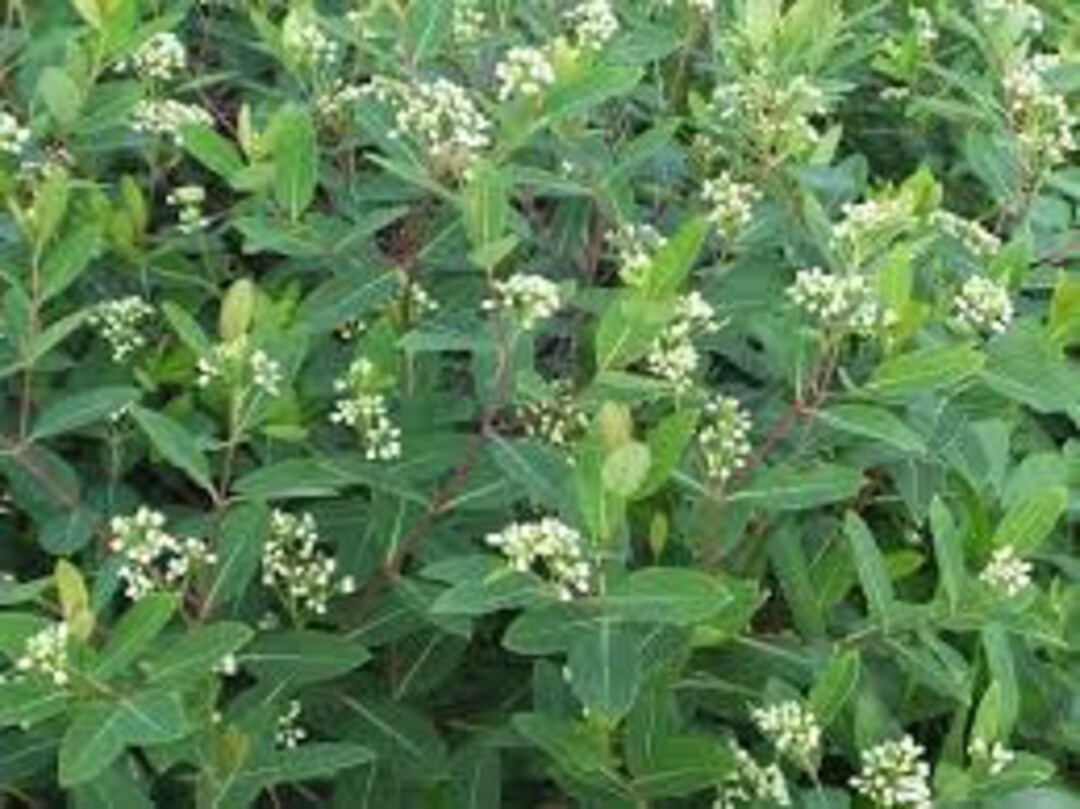 Indian Hemp/ Dogbane/ Apocynum Cannabinum - Etsy