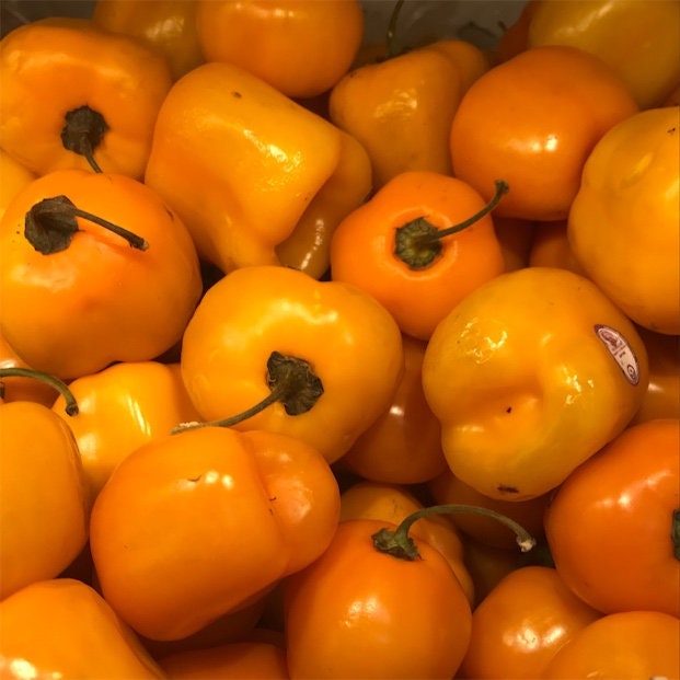 25 Orange Manzano Pepper Seeds - Etsy