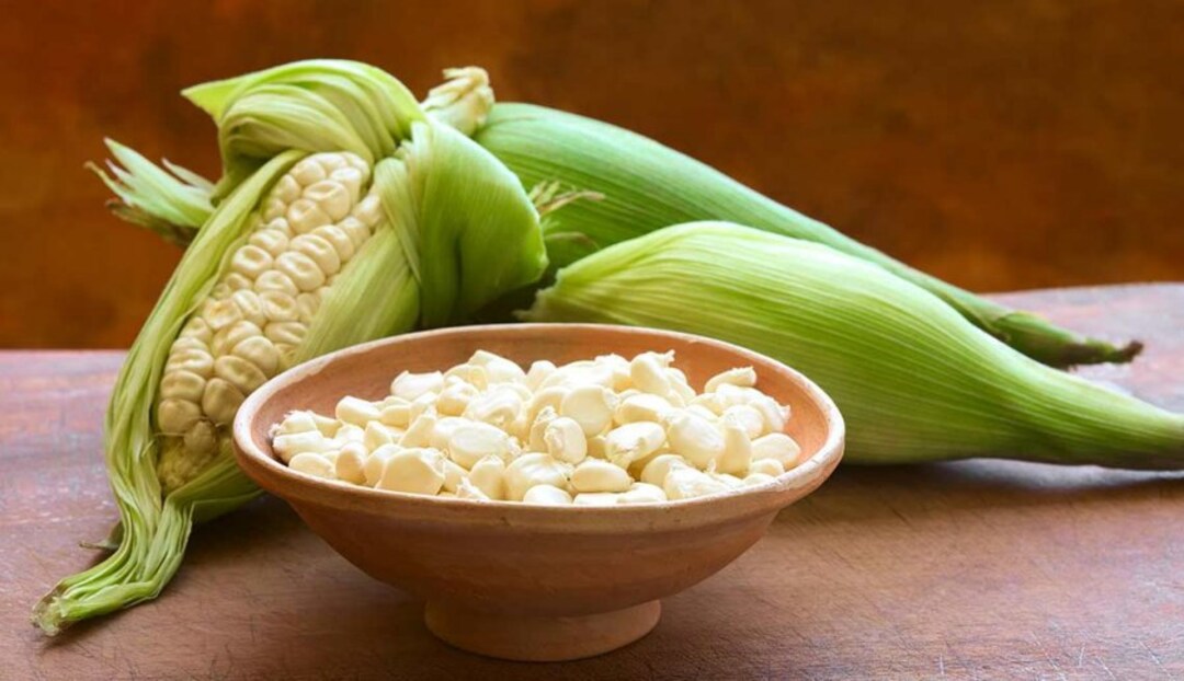 Cancha Corn Seeds - for Planting - Etsy