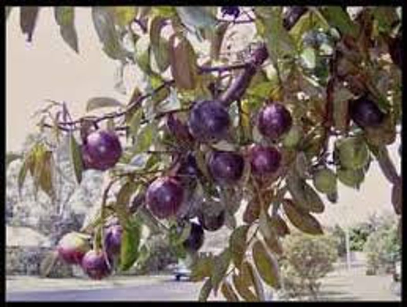 Star Apple Seeds Chrysophyllum Cainito - Etsy