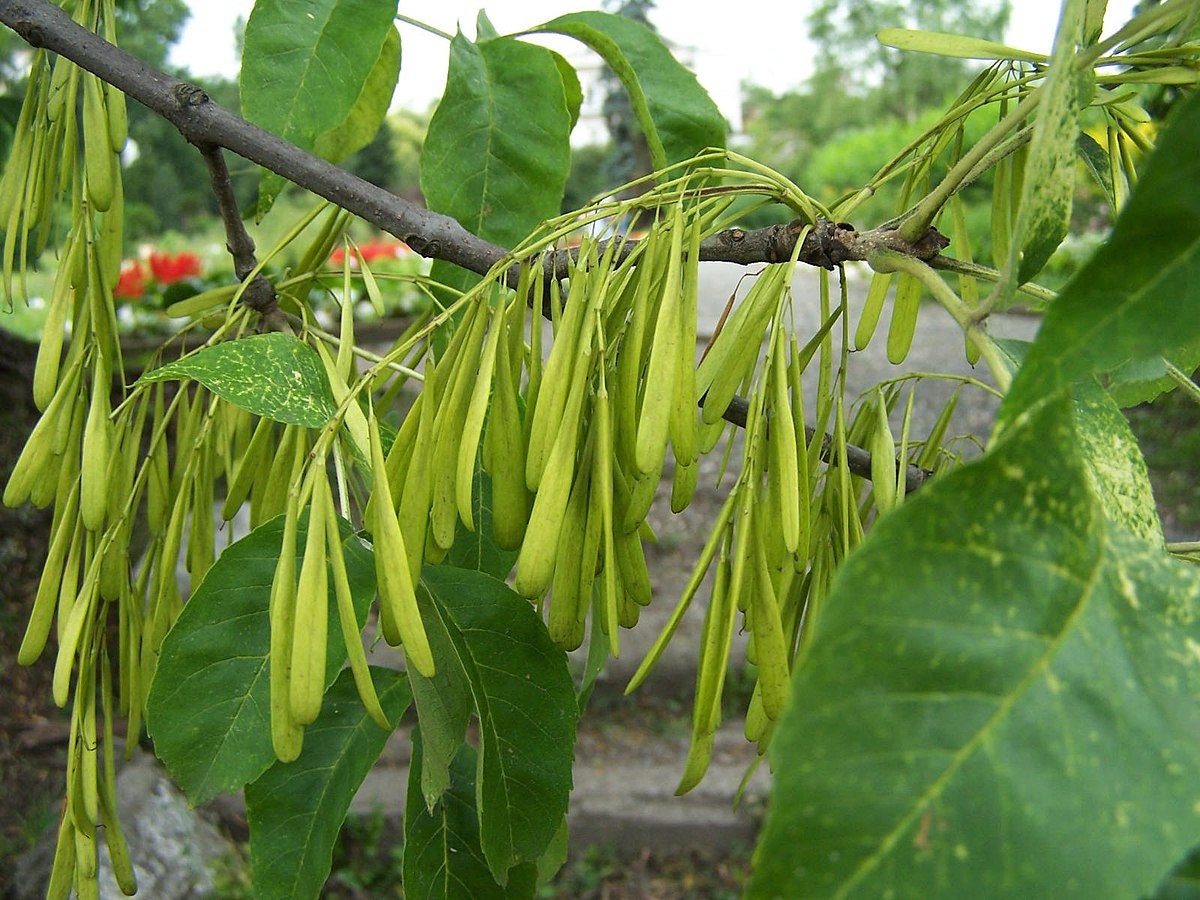 Red Ash Tree Seeds Fraxinus Pennsylvanica - Etsy