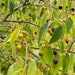 25 Sugarberry (southern Hackberry) Seeds - Etsy