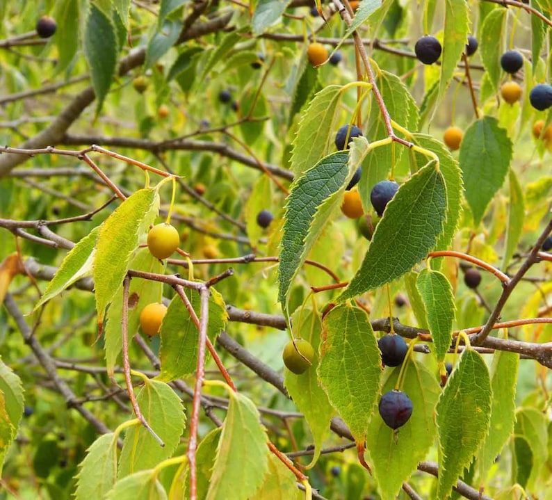 25 Sugarberry (southern Hackberry) Seeds - Etsy