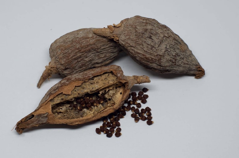 Alligator Pepper Seeds - Etsy