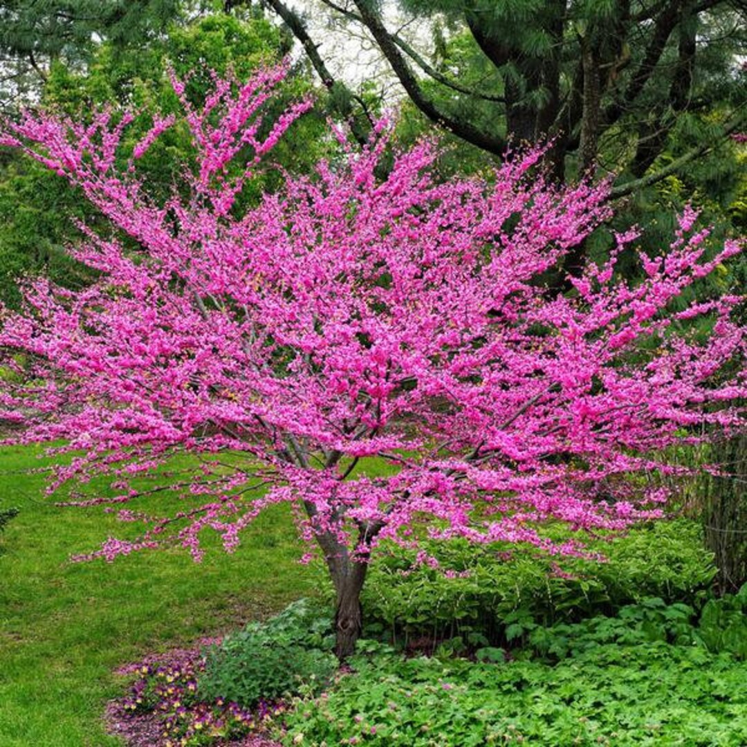 Redbud Seeds - Etsy