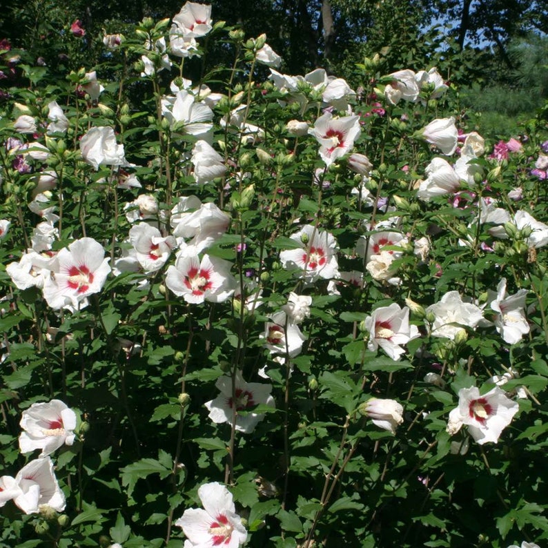 50 White Rose of Sharon Seeds - Etsy