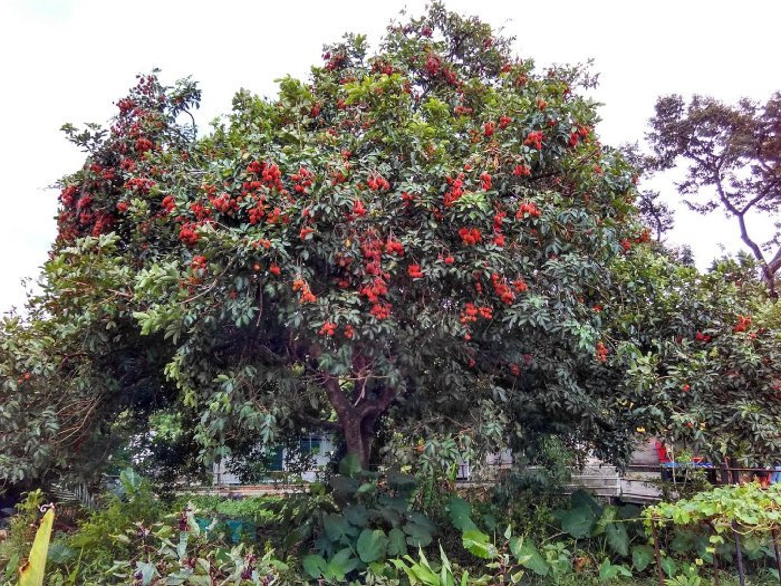Rambutan Seeds Nephelium Lappaceum - Etsy