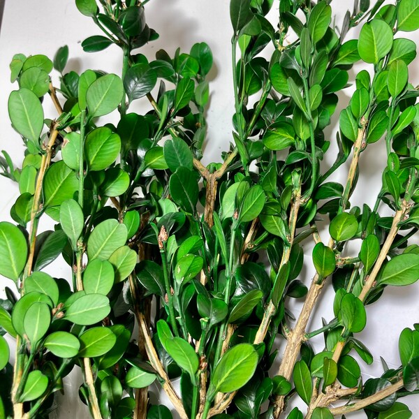 Preserved Boxwood - Etsy