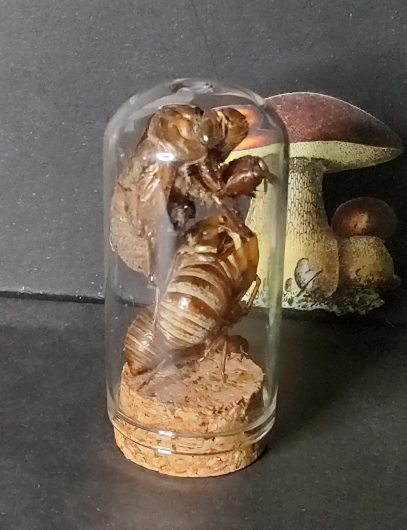 Insect Displays - Etsy
