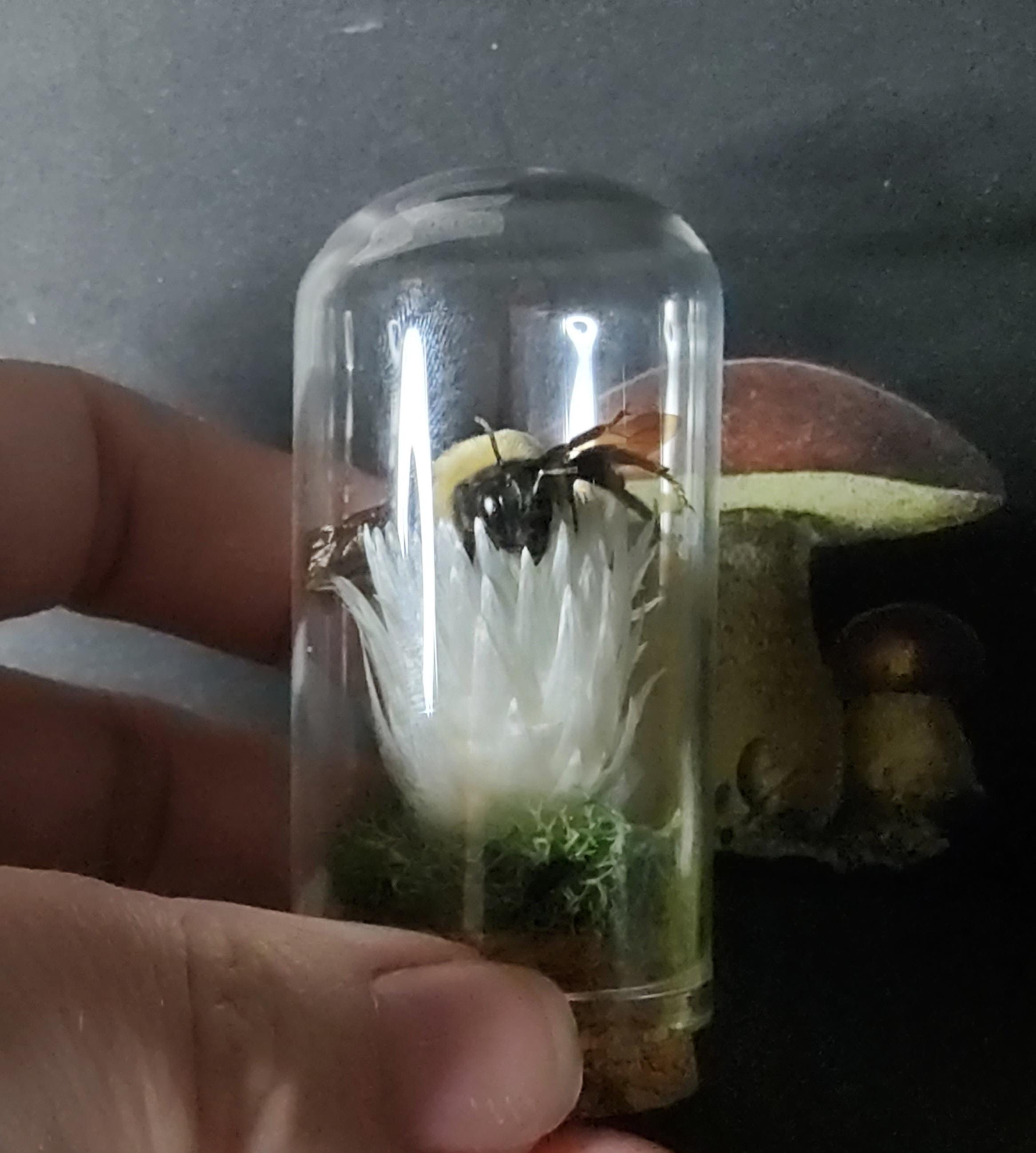 Insect Displays - Etsy