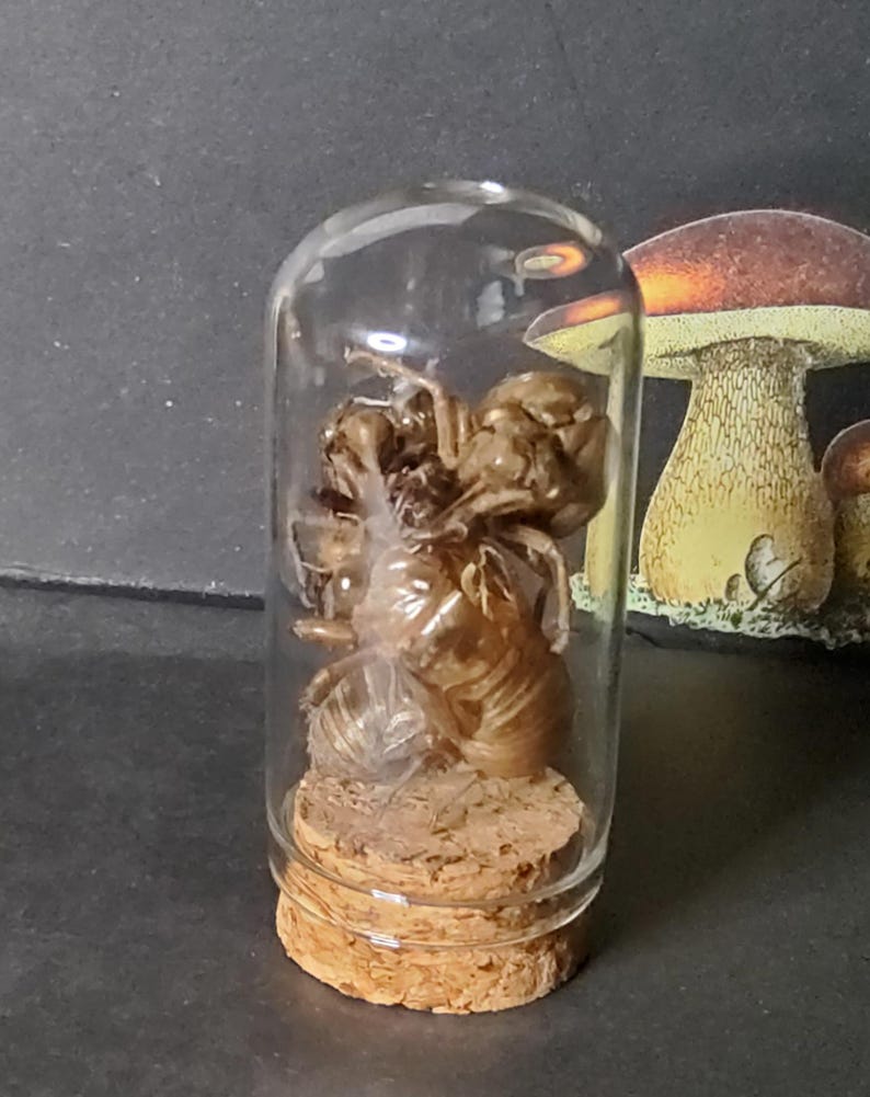 Insect Displays - Etsy