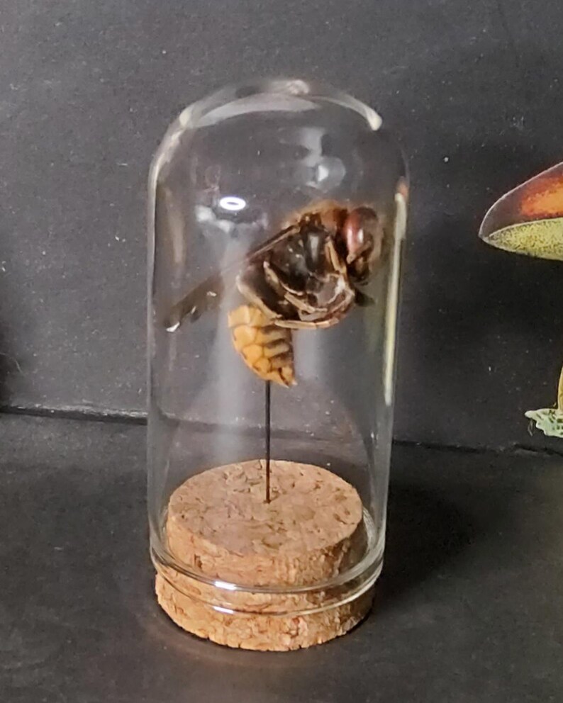 Insect Displays - Etsy