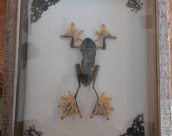 Frog Wall Decor - Etsy