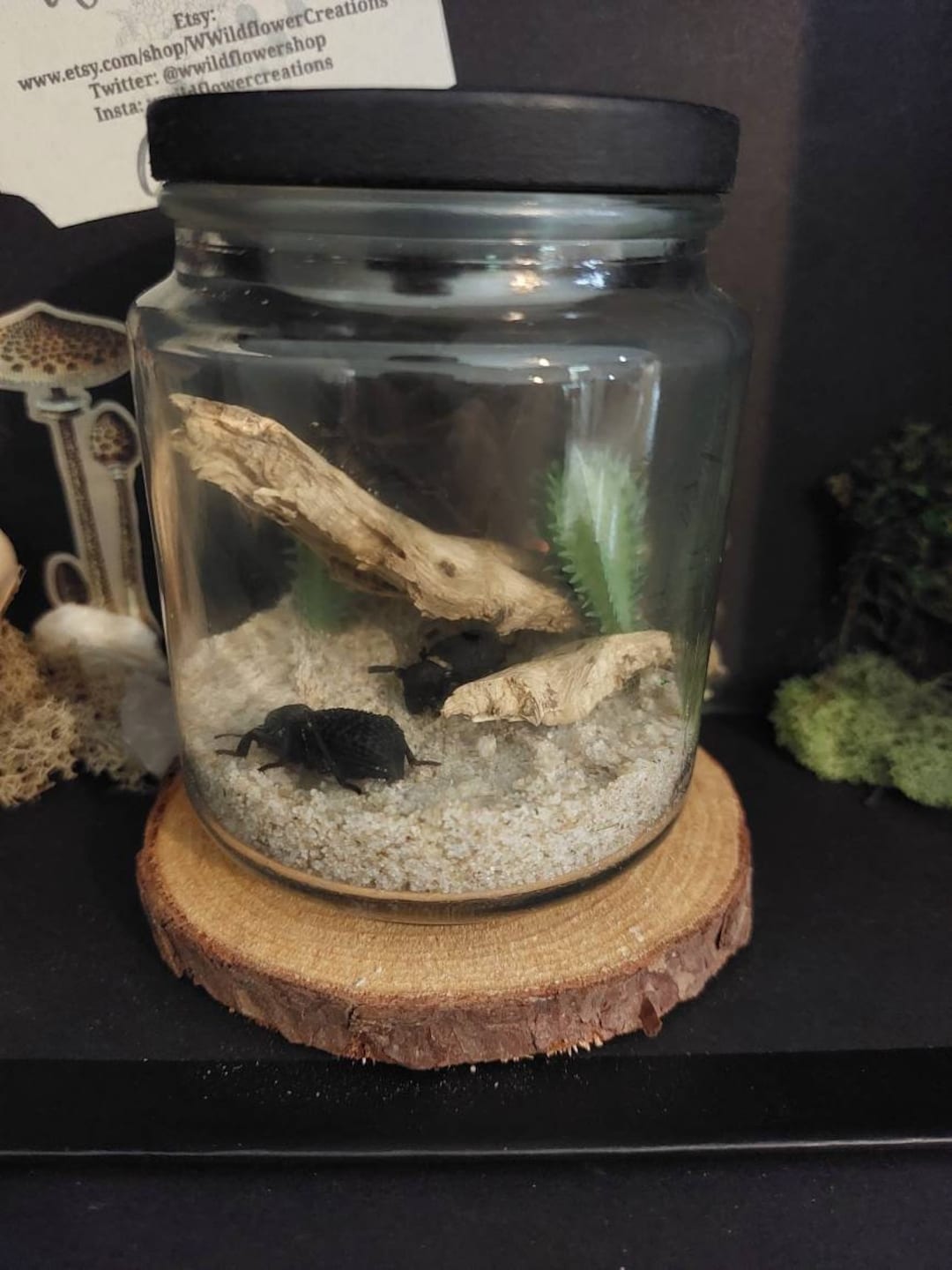 Death Feigning Beetle Display - Etsy