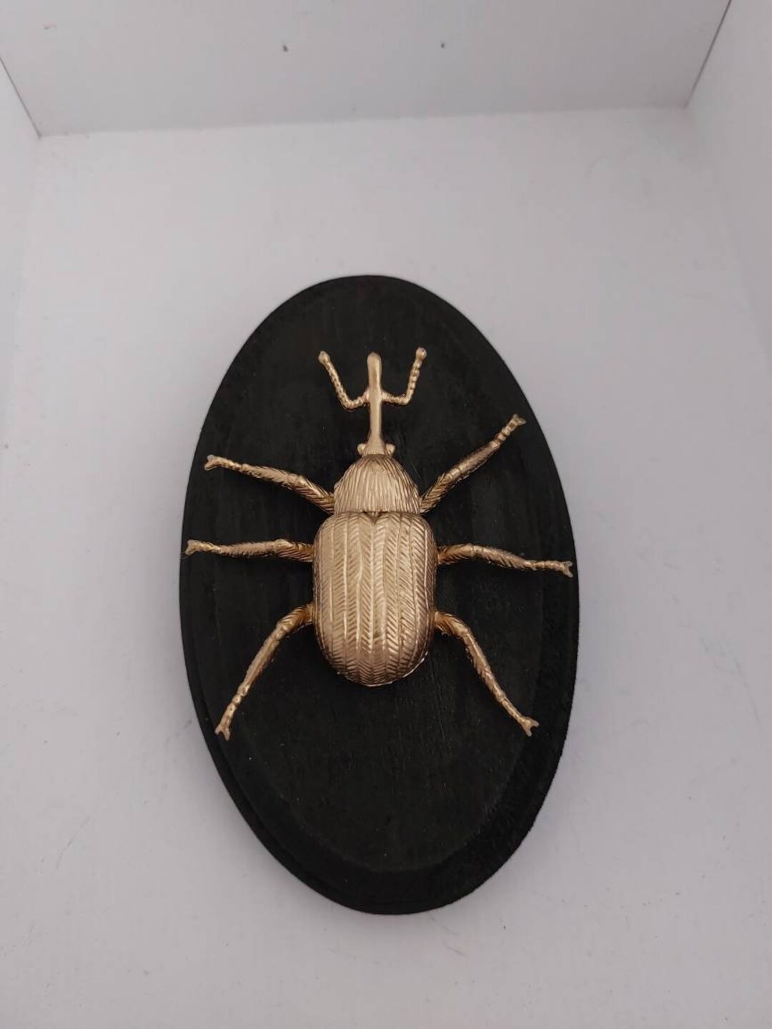 Fake Beetle Weevil Plaque Kids Bedroom Classroom Decor - Etsy