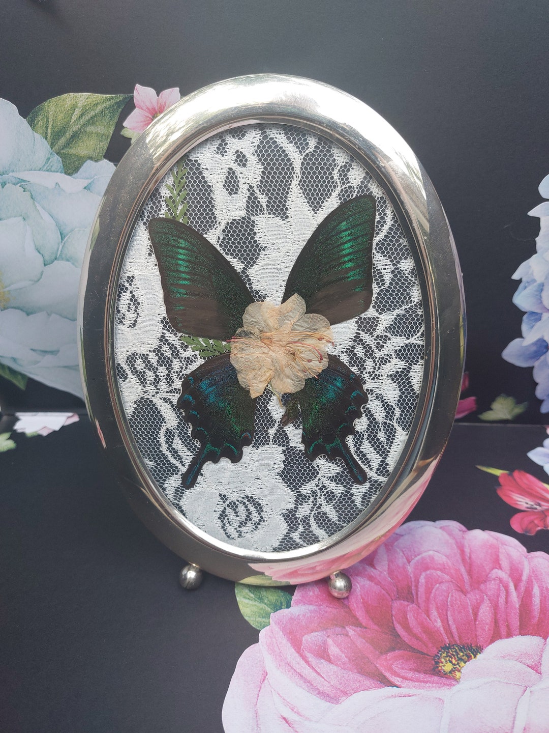 Butterfly Wing Art in Vintage Frame - Etsy