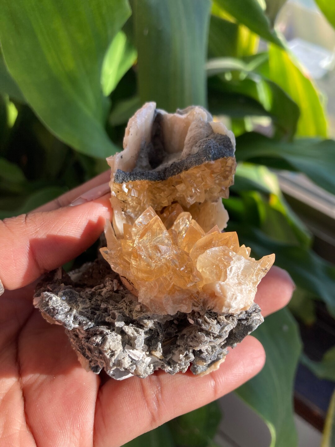 4 8oz Calcite in Fossilized Clam Shell Spiritual - Etsy