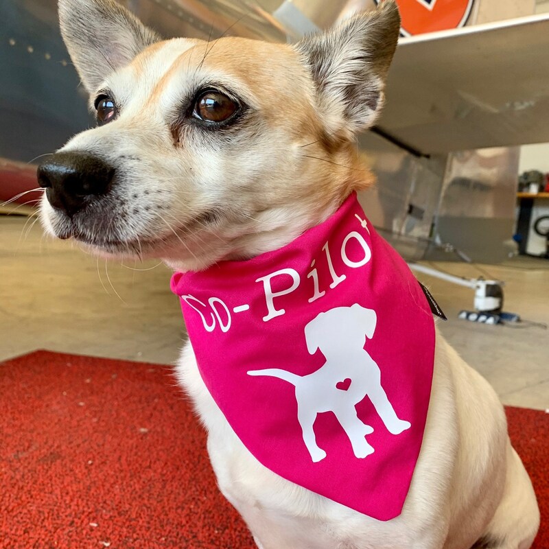 My Dog is My Copilot - Etsy