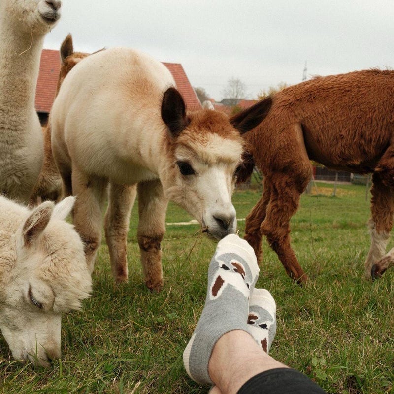 Alpaca - Etsy