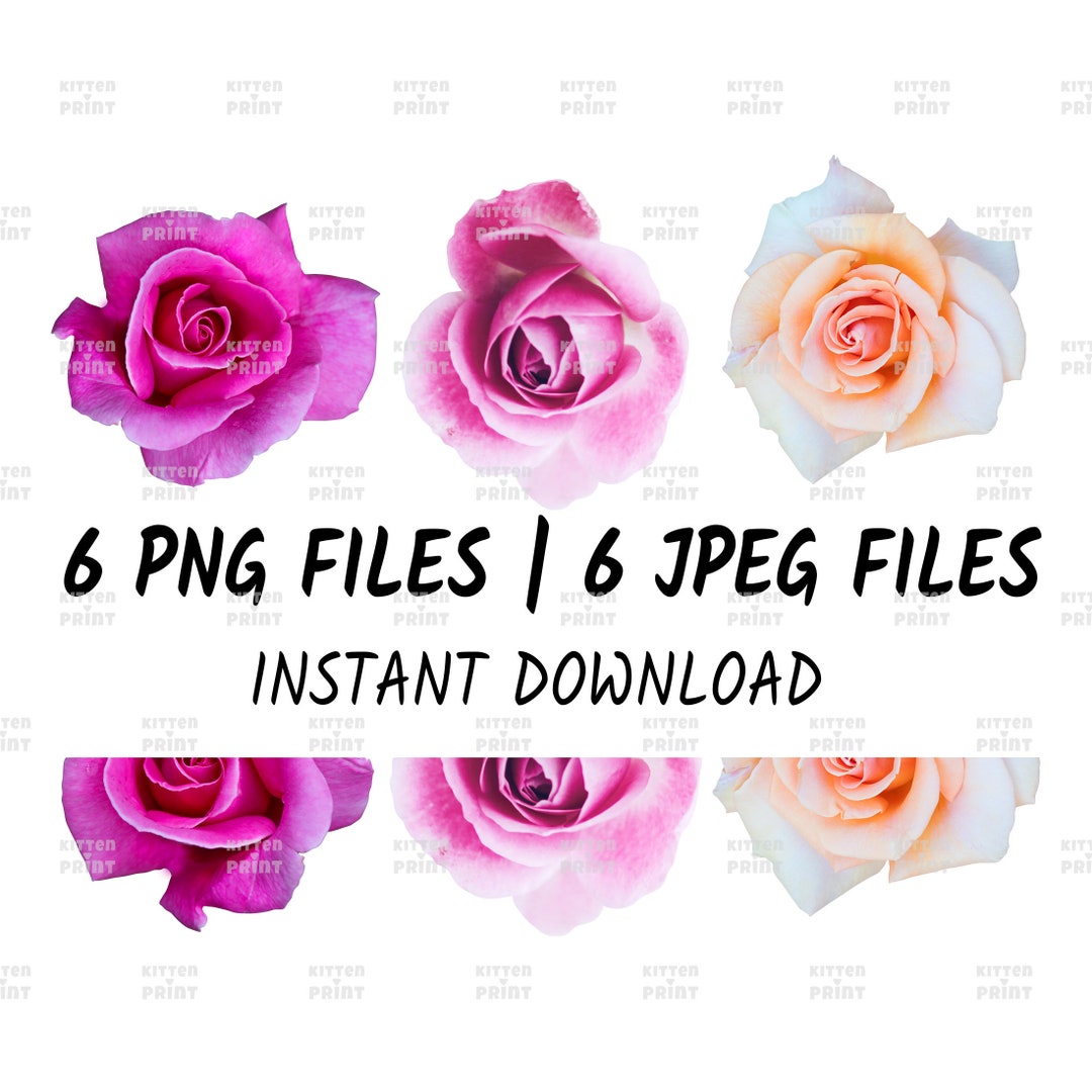 Rose Clipart PNG Half Rose PNG Pink Rose Digital Bundle - Etsy Canada
