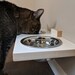 Chow Meow: Modern Elevated Cat Feeder - Etsy
