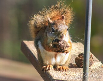 American Gothic Squirrel Photo Bomb Surreal Art, Funny Art Print, Home ...