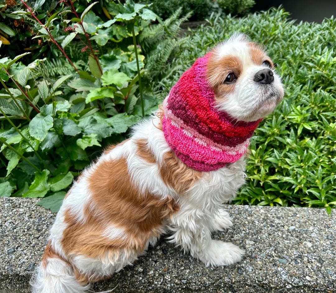 Limited Edition Every Day Party Bubbles Snood Cavalier Spaniel Snood ...