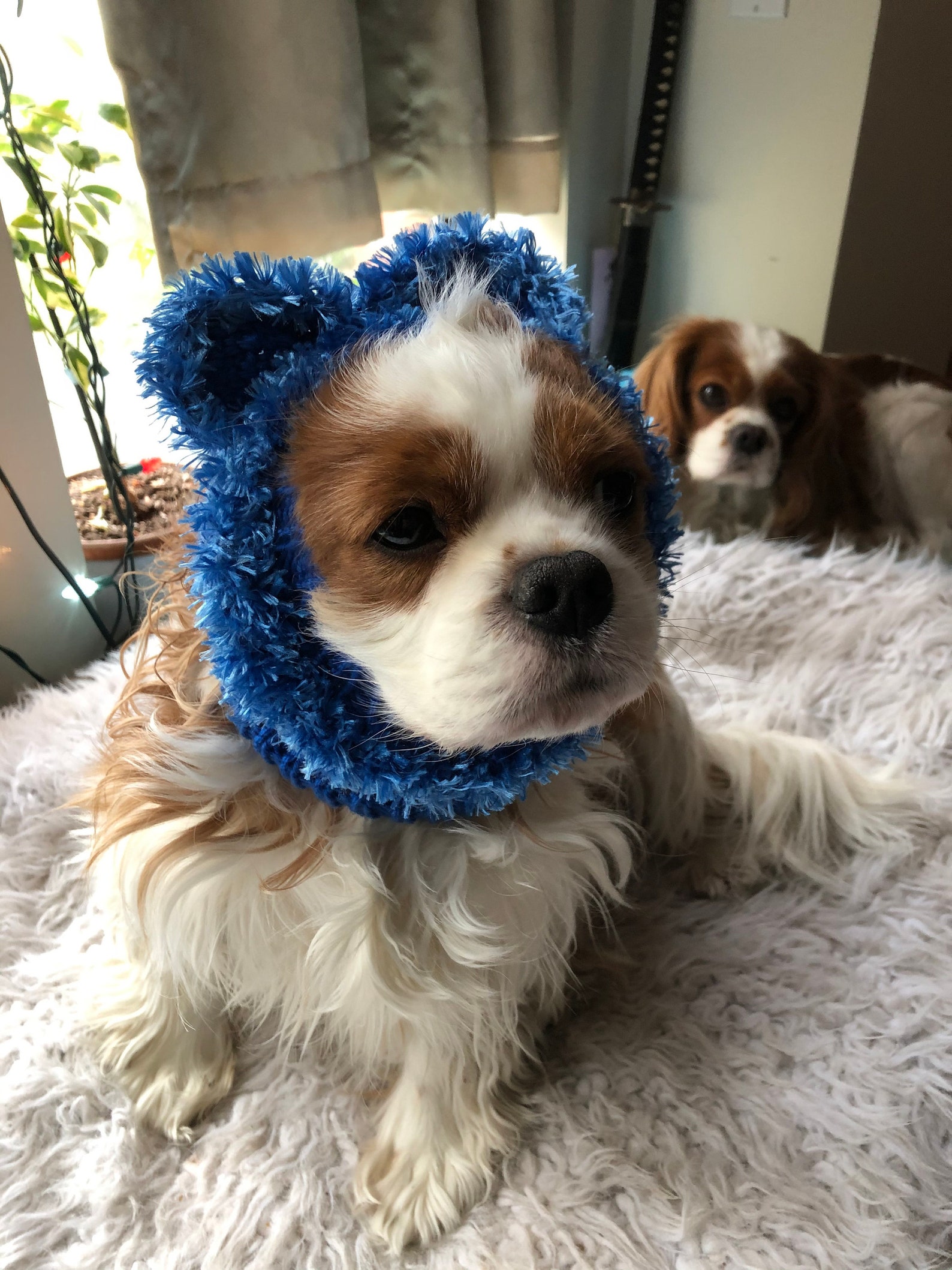 Teddy Bear Snood Cavalier Spaniel Snood Cocker English Toy | Etsy