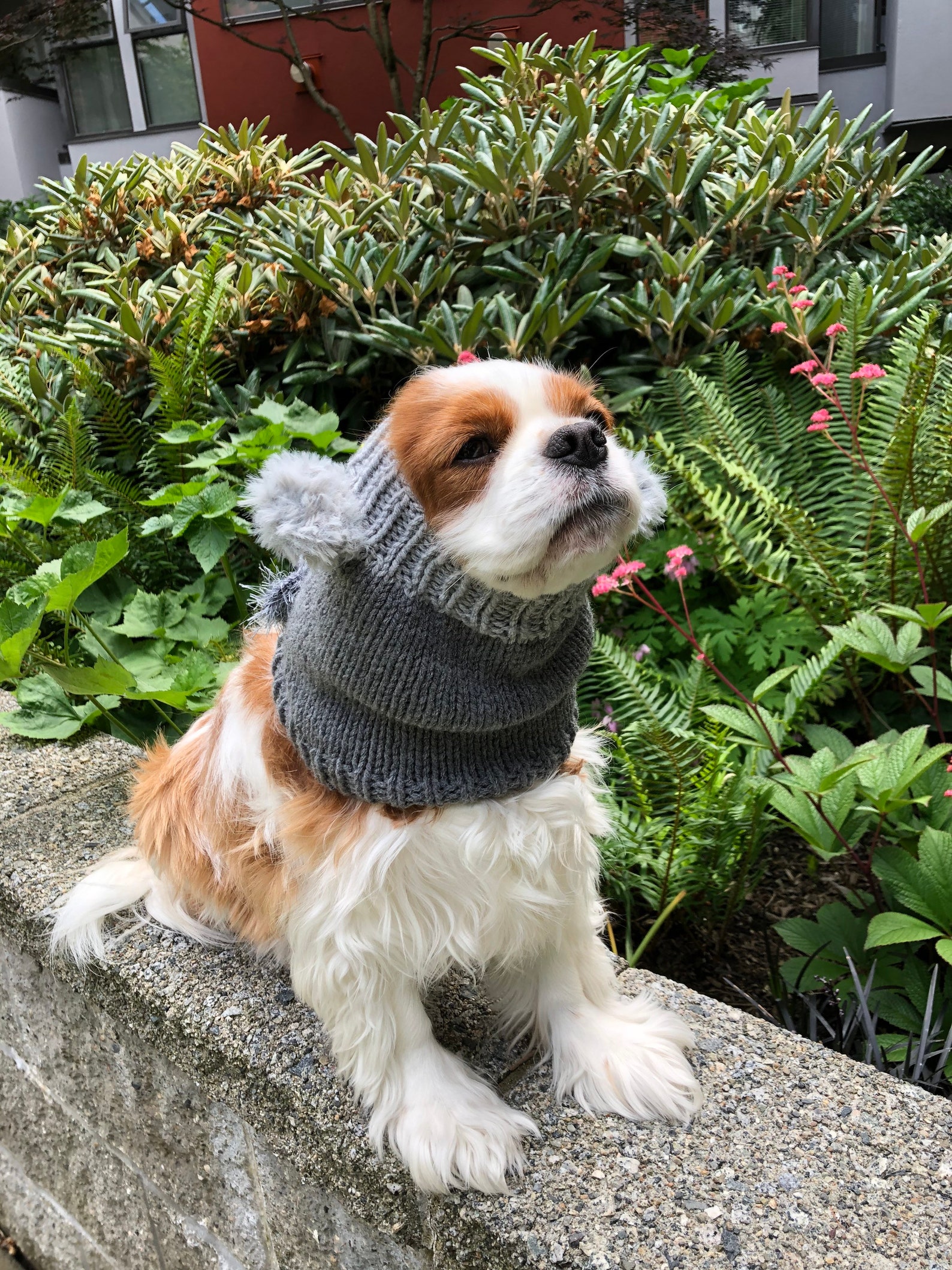 The Koala Snood Cavalier Spaniel Snood Cocker English Toy - Etsy