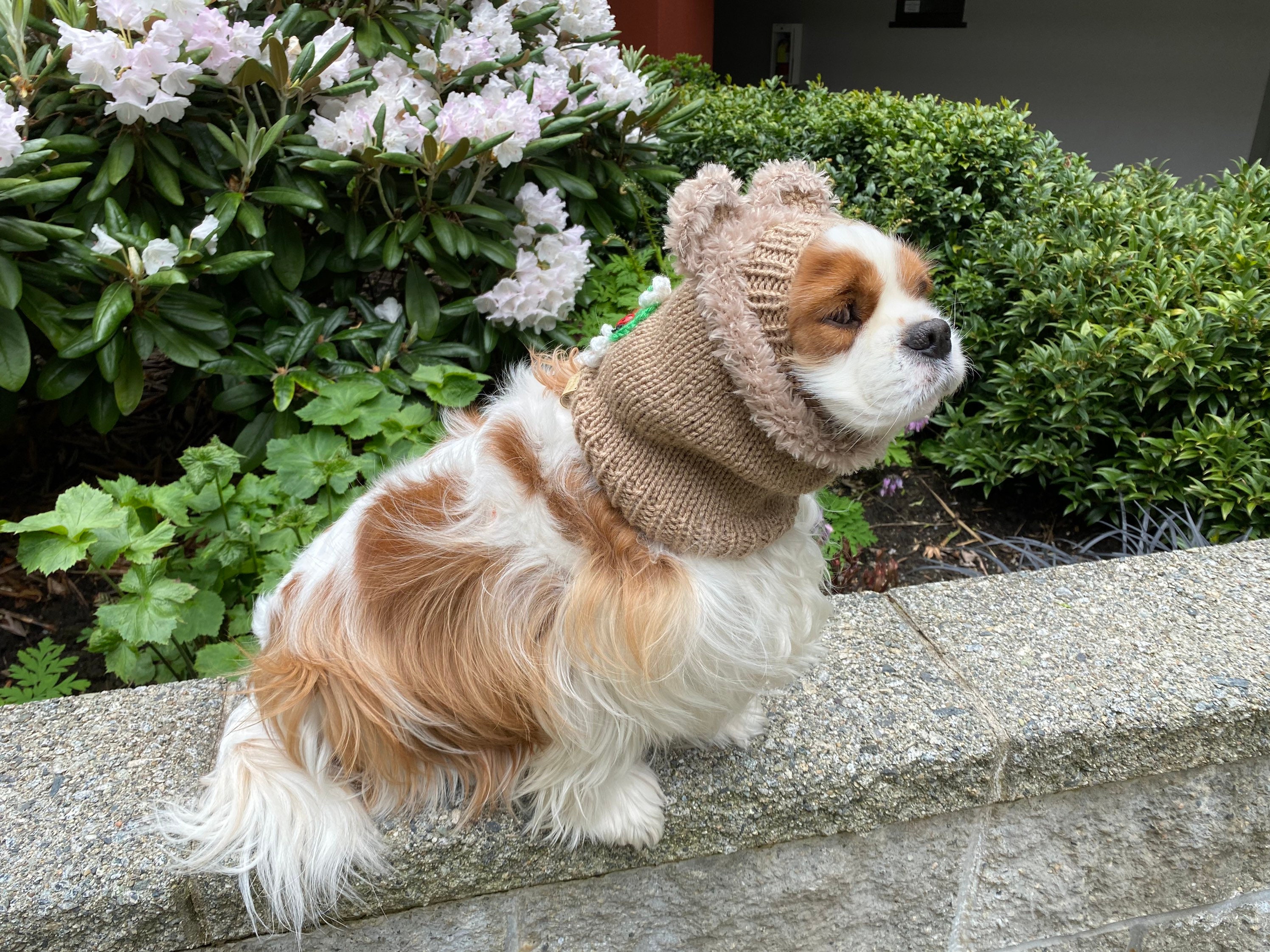The Straw-Beary Snood Cavalier Spaniel Snood Cocker English | Etsy