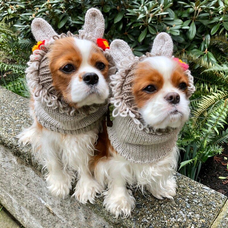 Cavalier Dog Snood - Etsy