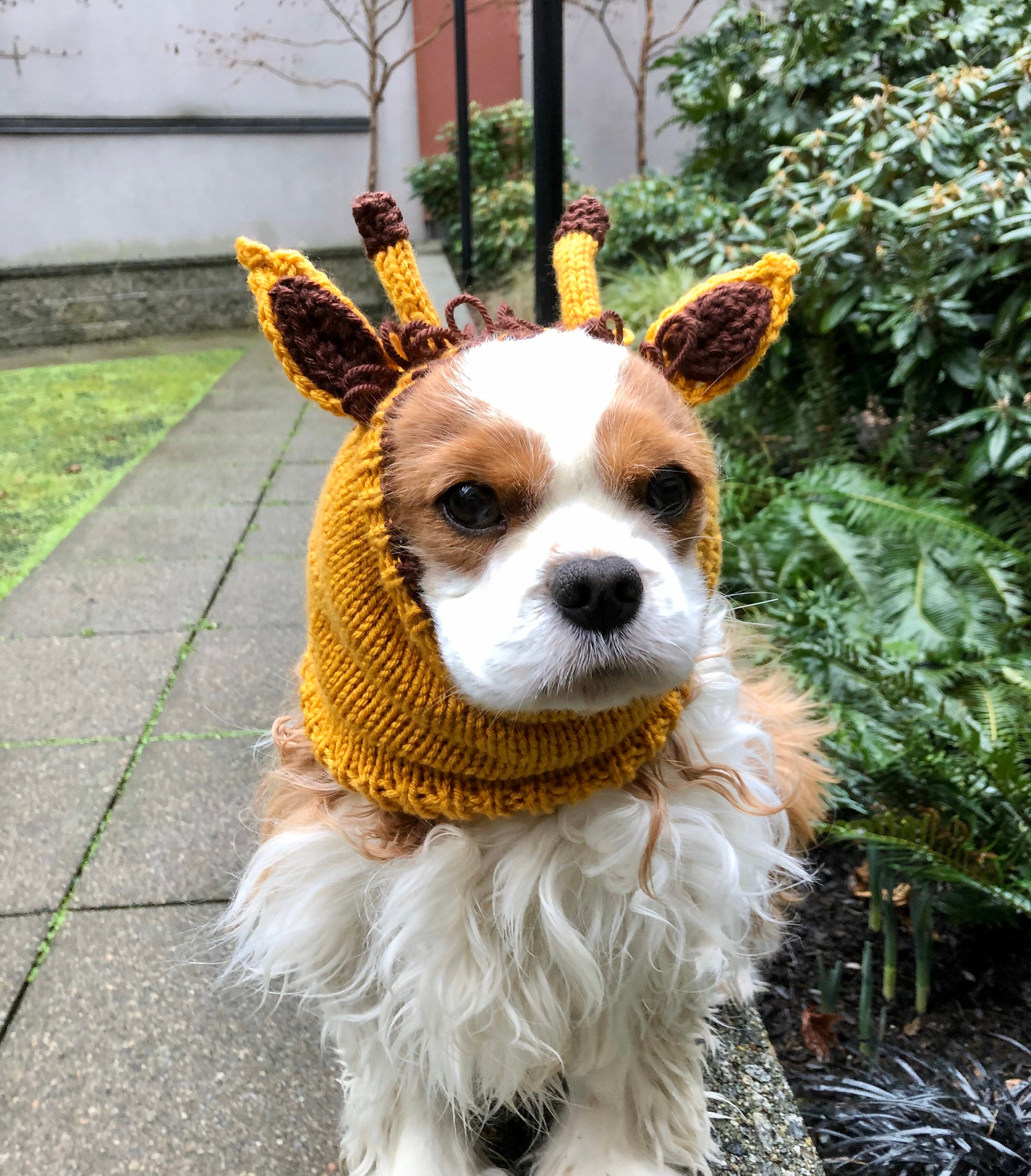 Giraffe Snood Cavalier Spaniel Snood Cocker English Toy | Etsy