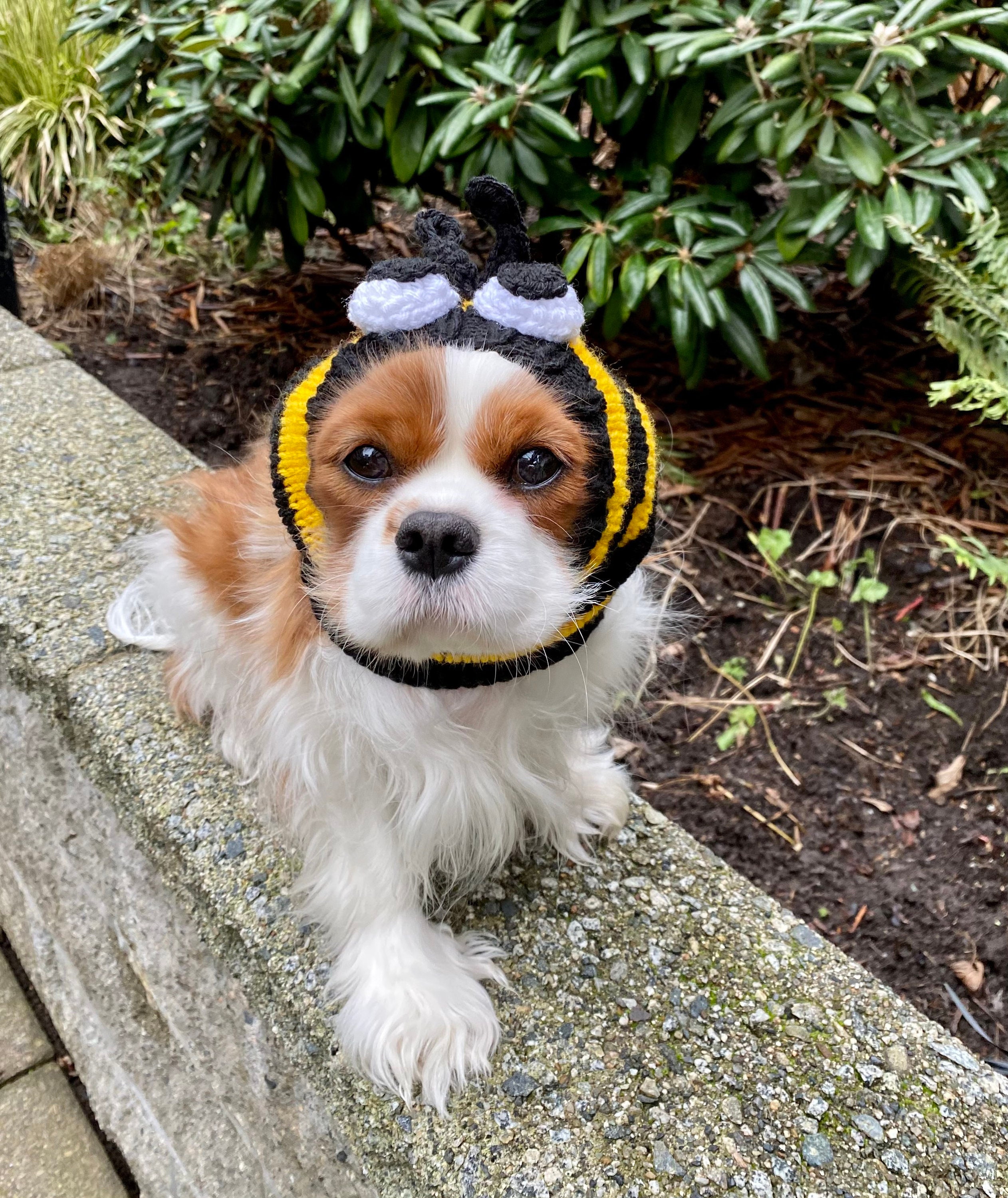 Bumble Bee Snood Cavalier Spaniel Snood Cocker English Toy | Etsy