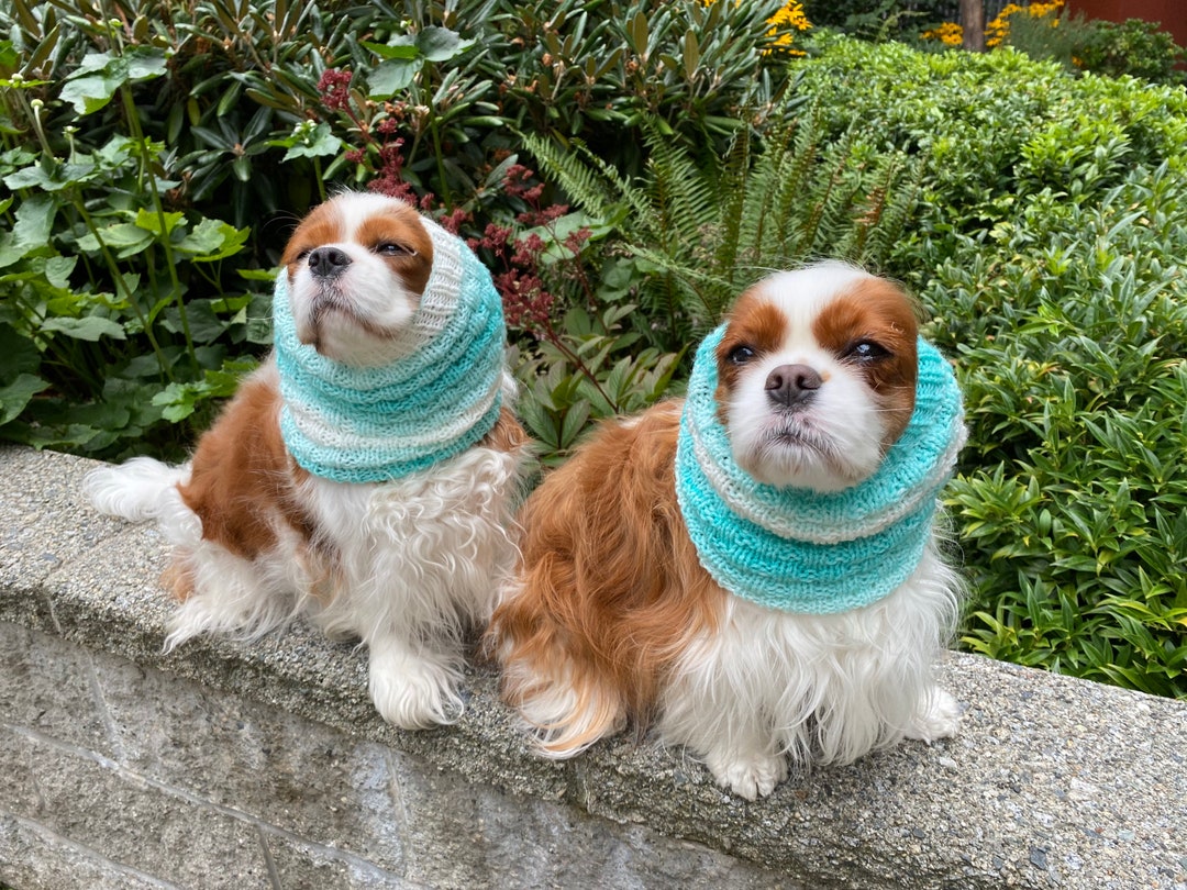 The Ombré Aqua Wave Every Day Snood Cavalier Spaniel Snood Cocker ...