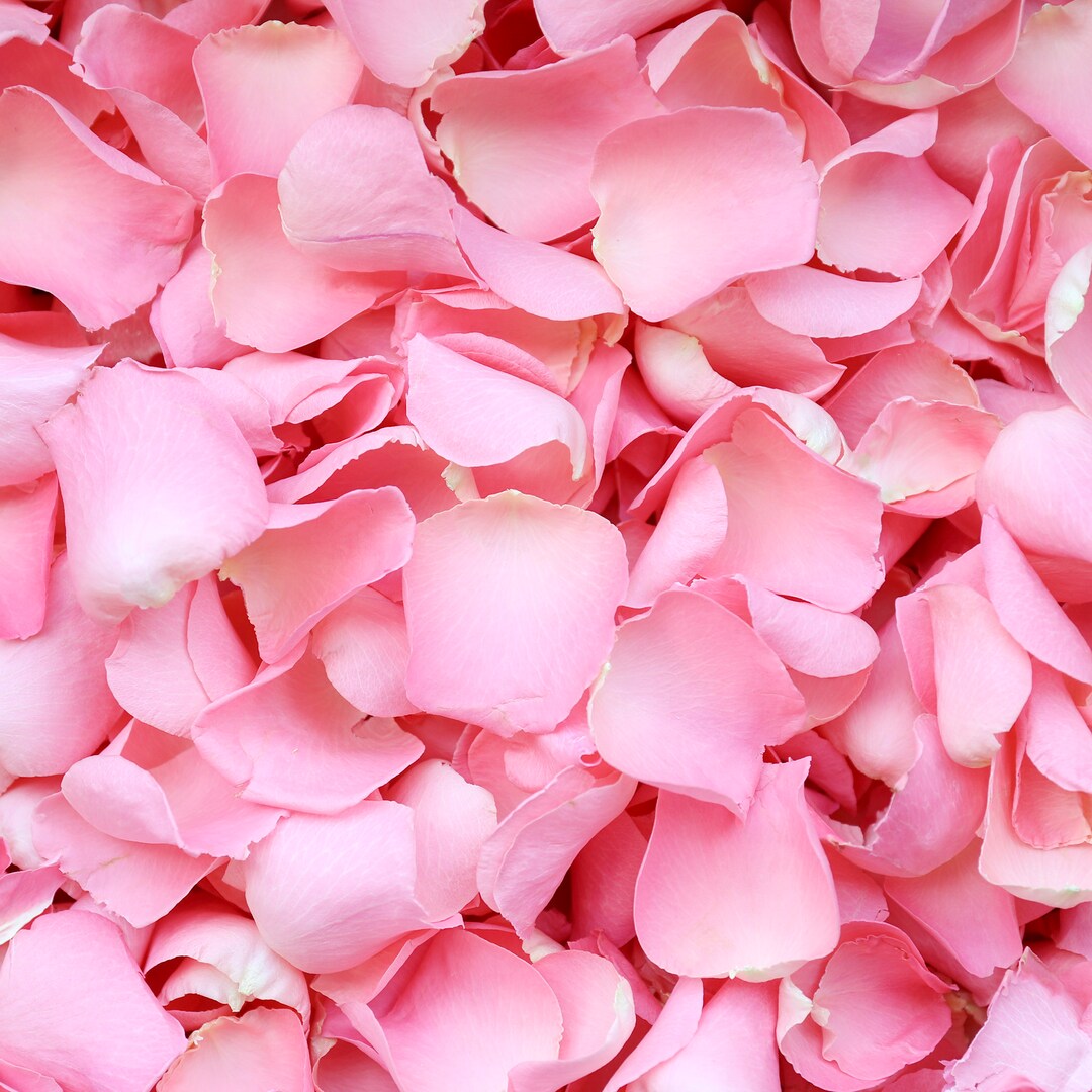Candy Floss Pink Dried Rose Petals Luxury Biodegradable Rose - Etsy